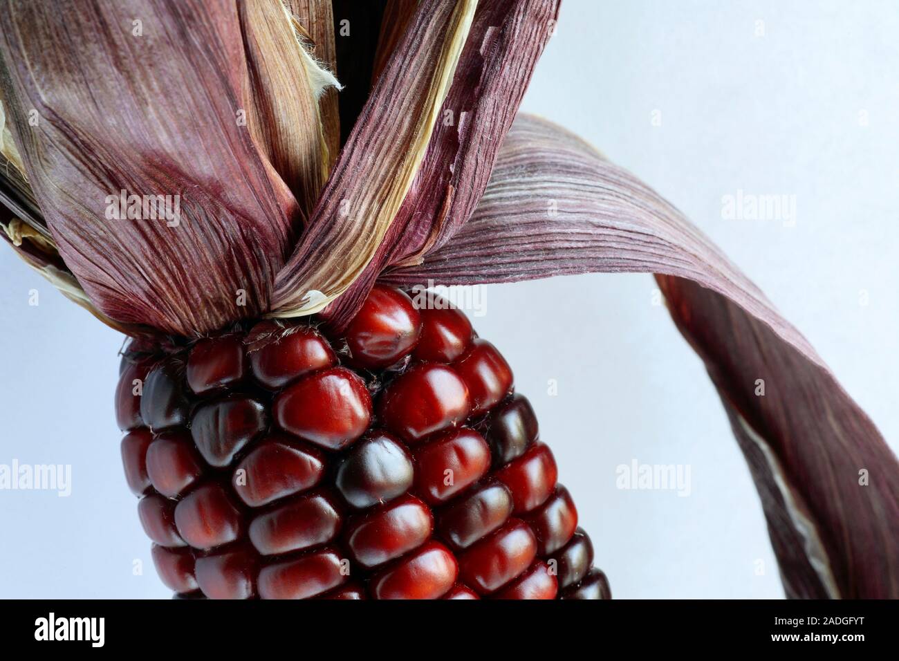 Indian corn (Zea mays). This is a type of multicoloured maize. The ...