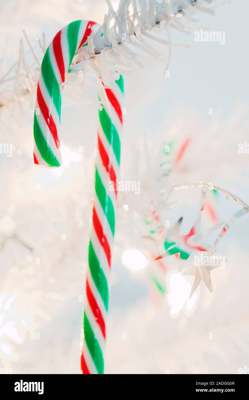 Candy cane. Cane shaped mint flavoured sweets, tradtionally hung on ...