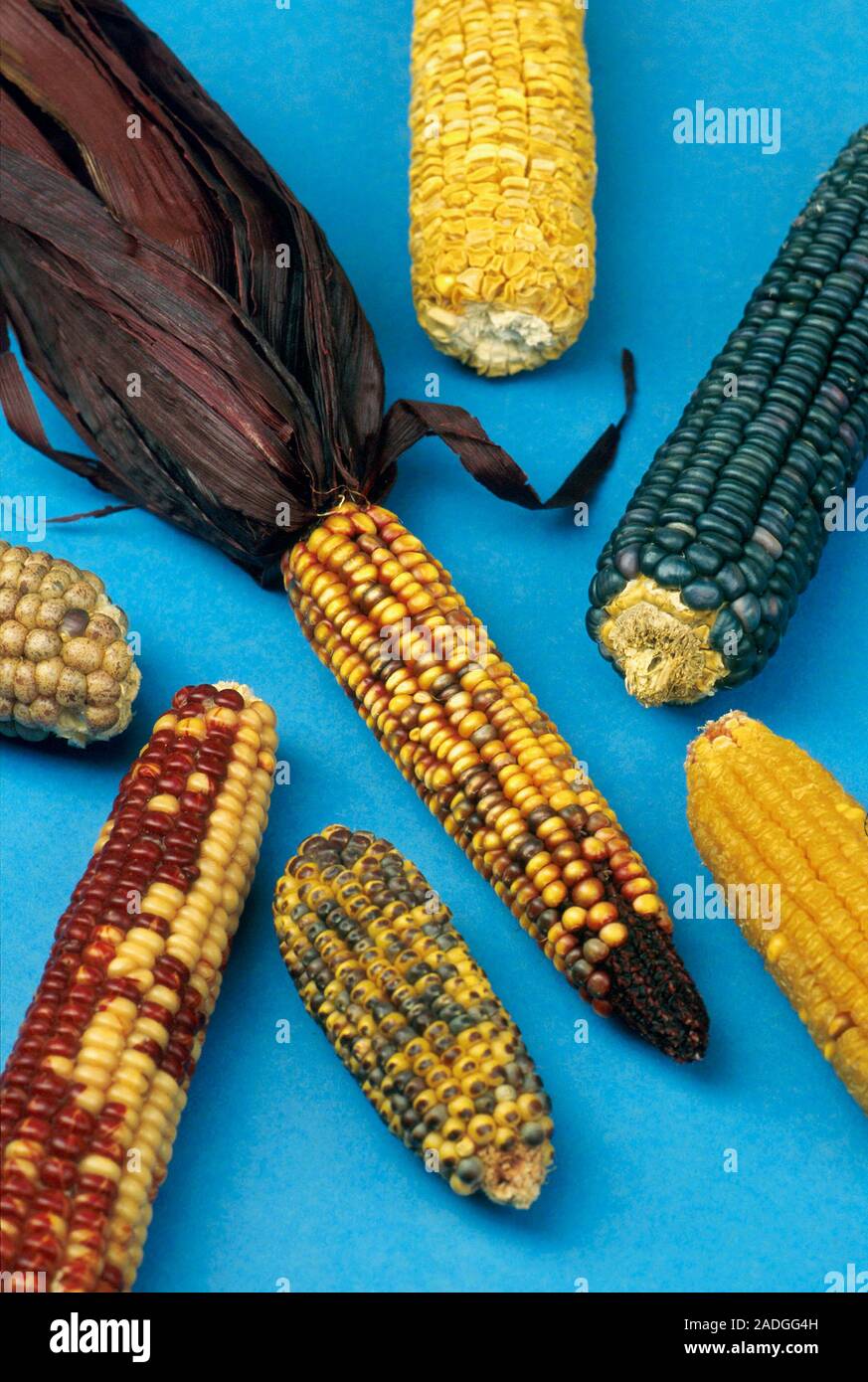 Maize varieties (Zea mays). These corn cultivars show different ...