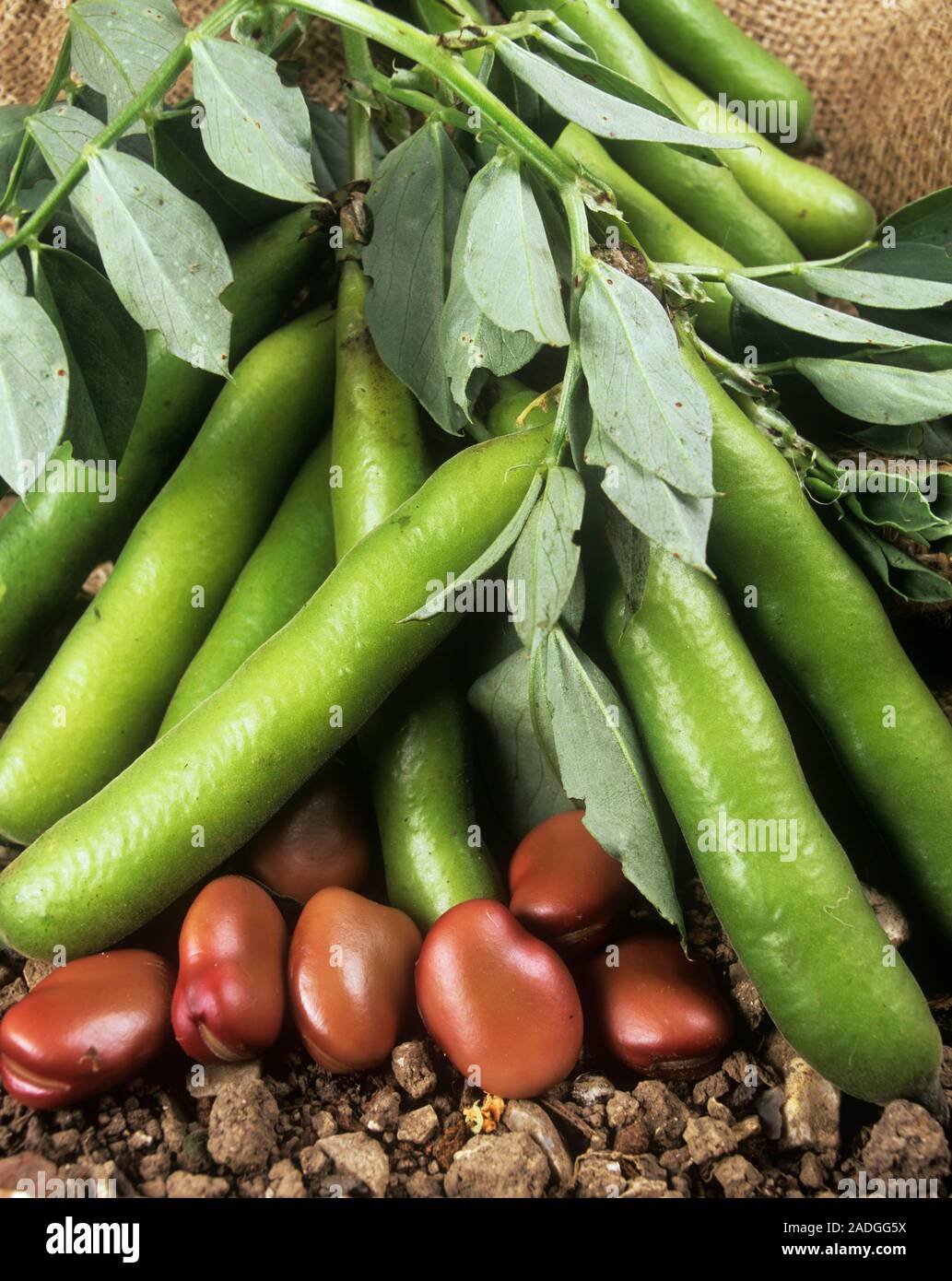 Broad beans (Vicia faba 'Red Epicure' Stock Photo - Alamy