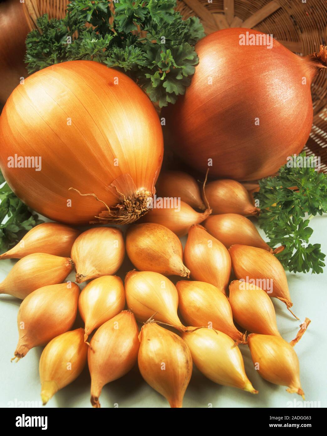 Onions (Allium cepa 'Sturon' Stock Photo - Alamy