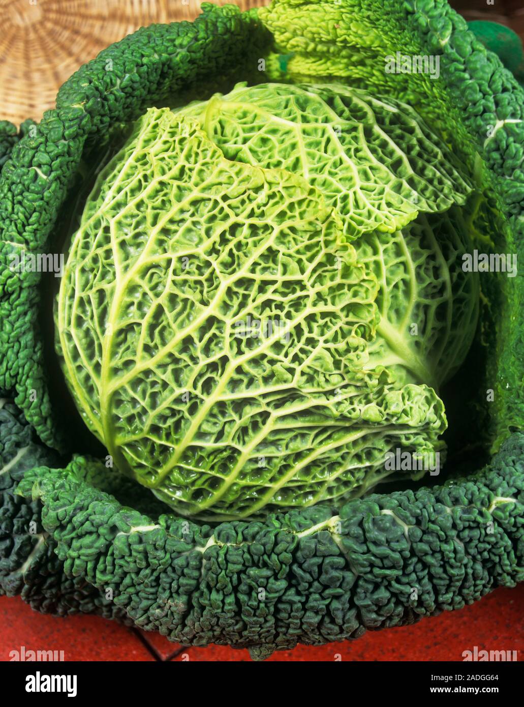 Cabbage (Brassica oleracea 'Savoy King' Stock Photo - Alamy