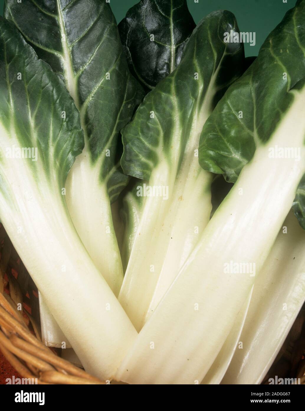 Swiss chard (Beta vulgaris var. cicla 'Fordhook Giant' Stock Photo - Alamy