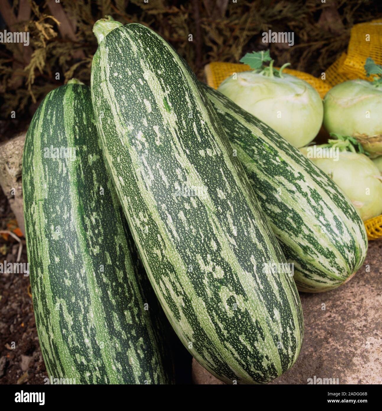 Marrows (Cucurbita pepo 'Badger Cross' Stock Photo - Alamy