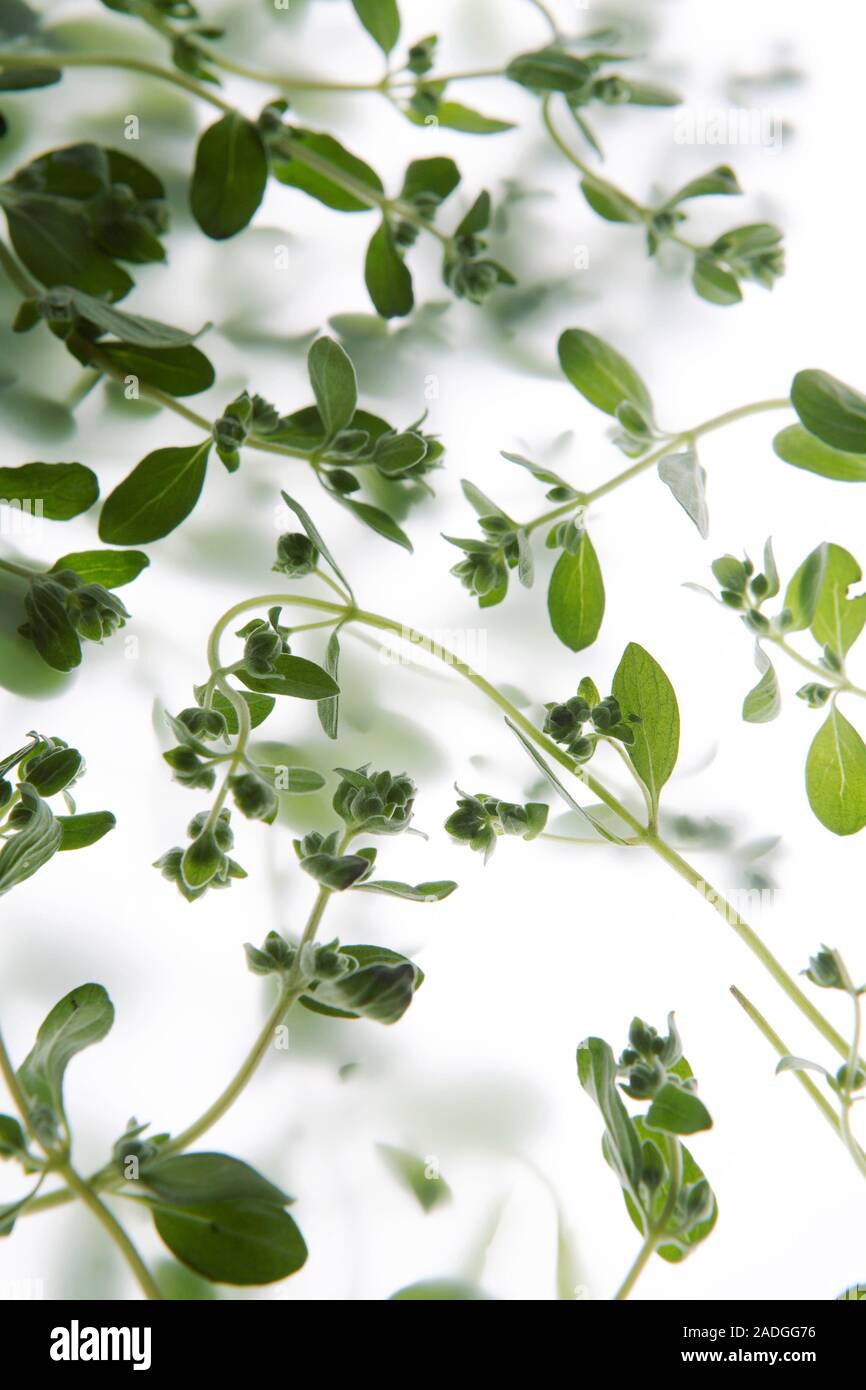 Thyme (Thymus sp Stock Photo - Alamy