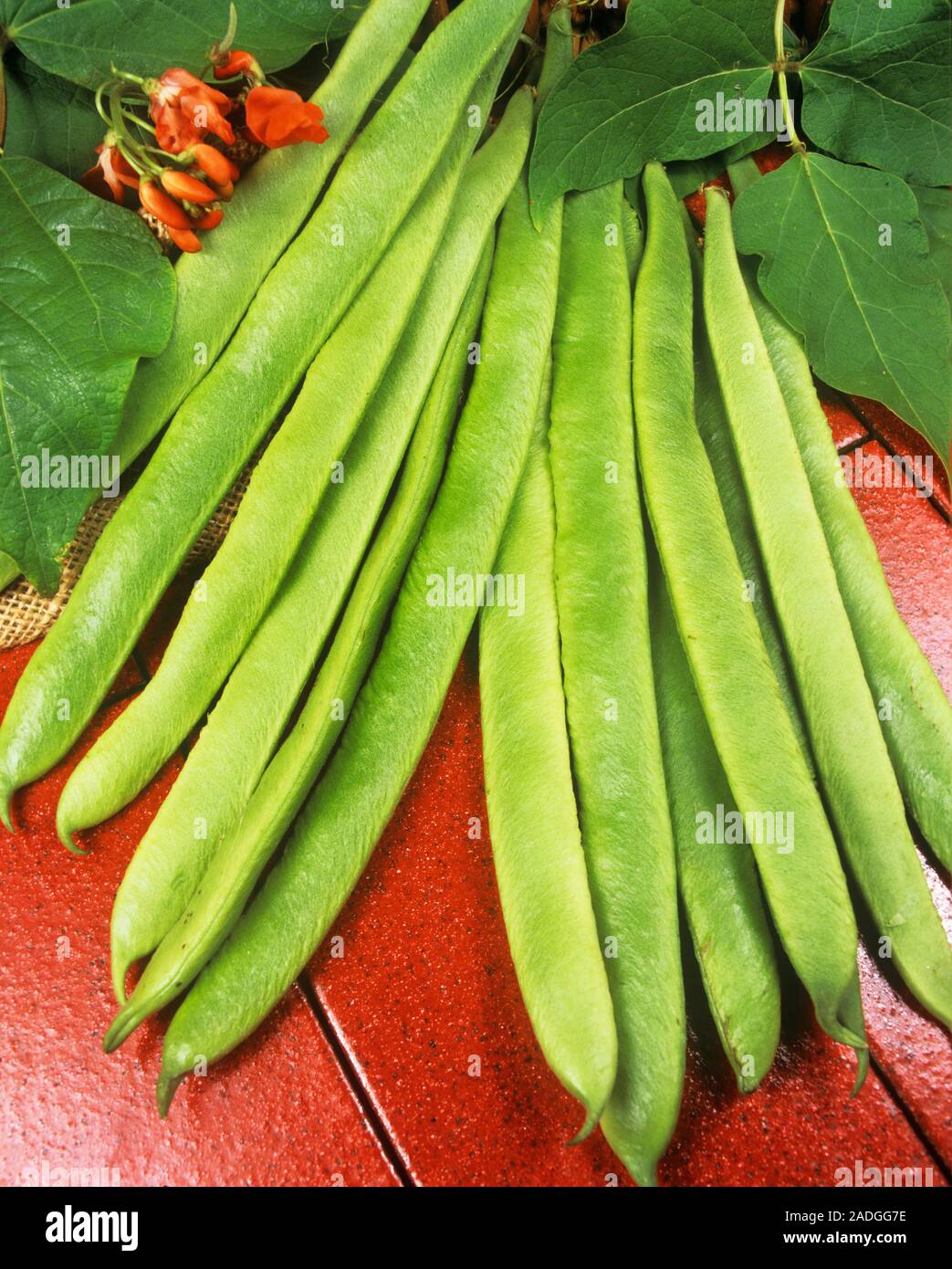 Runner beans (Phaseolus coccineus 'Kelvedon Stringless' Stock Photo - Alamy