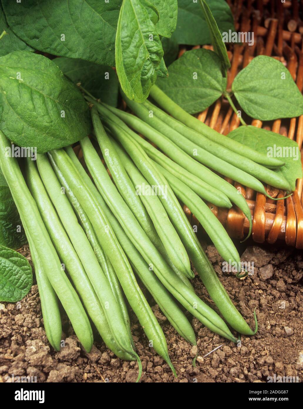 Dwarf French beans (Vicia faba 'Masterpiece' Stock Photo - Alamy