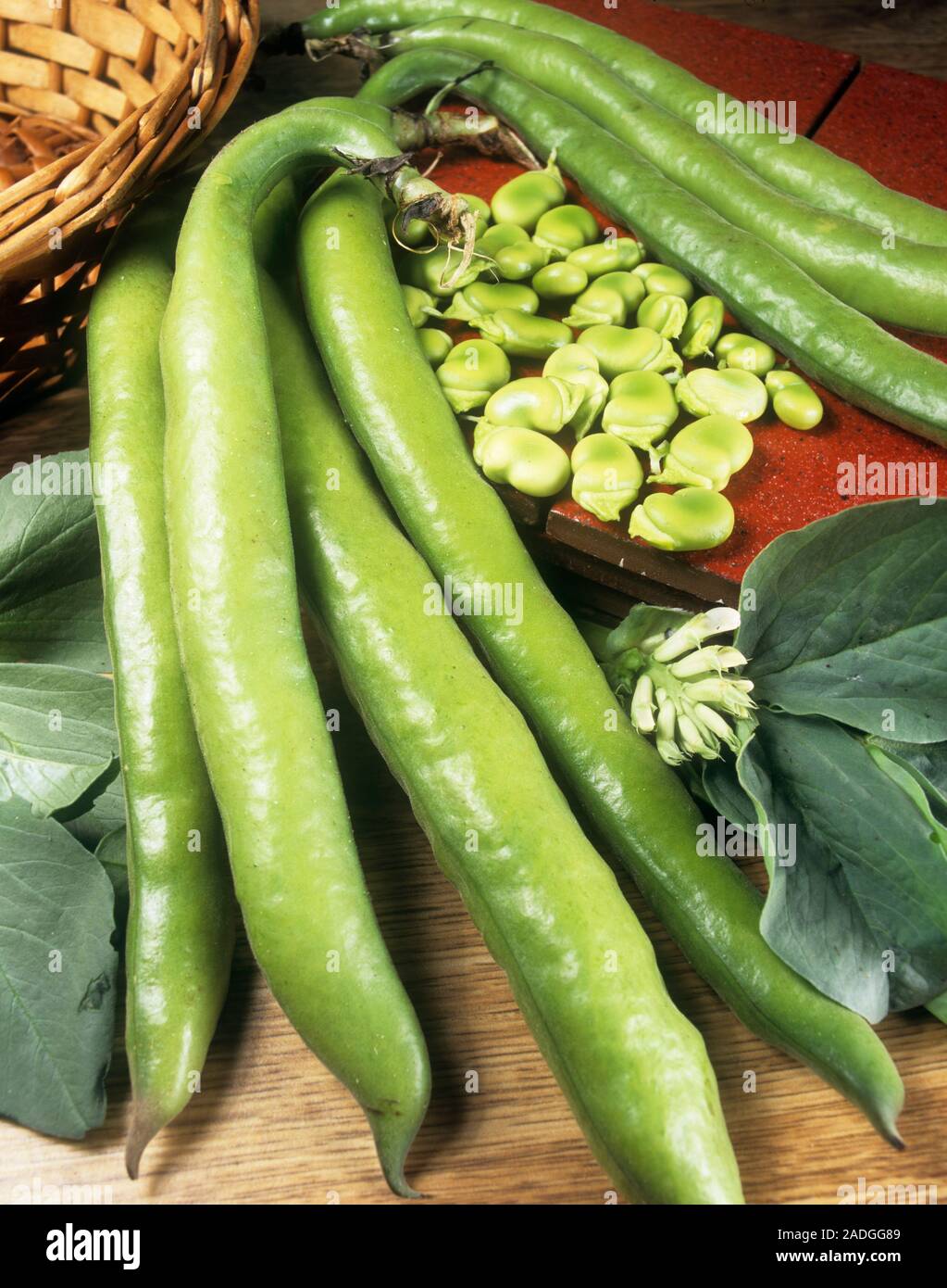 Broad beans (Vicia faba 'Masterpiece Green Longpod' Stock Photo - Alamy