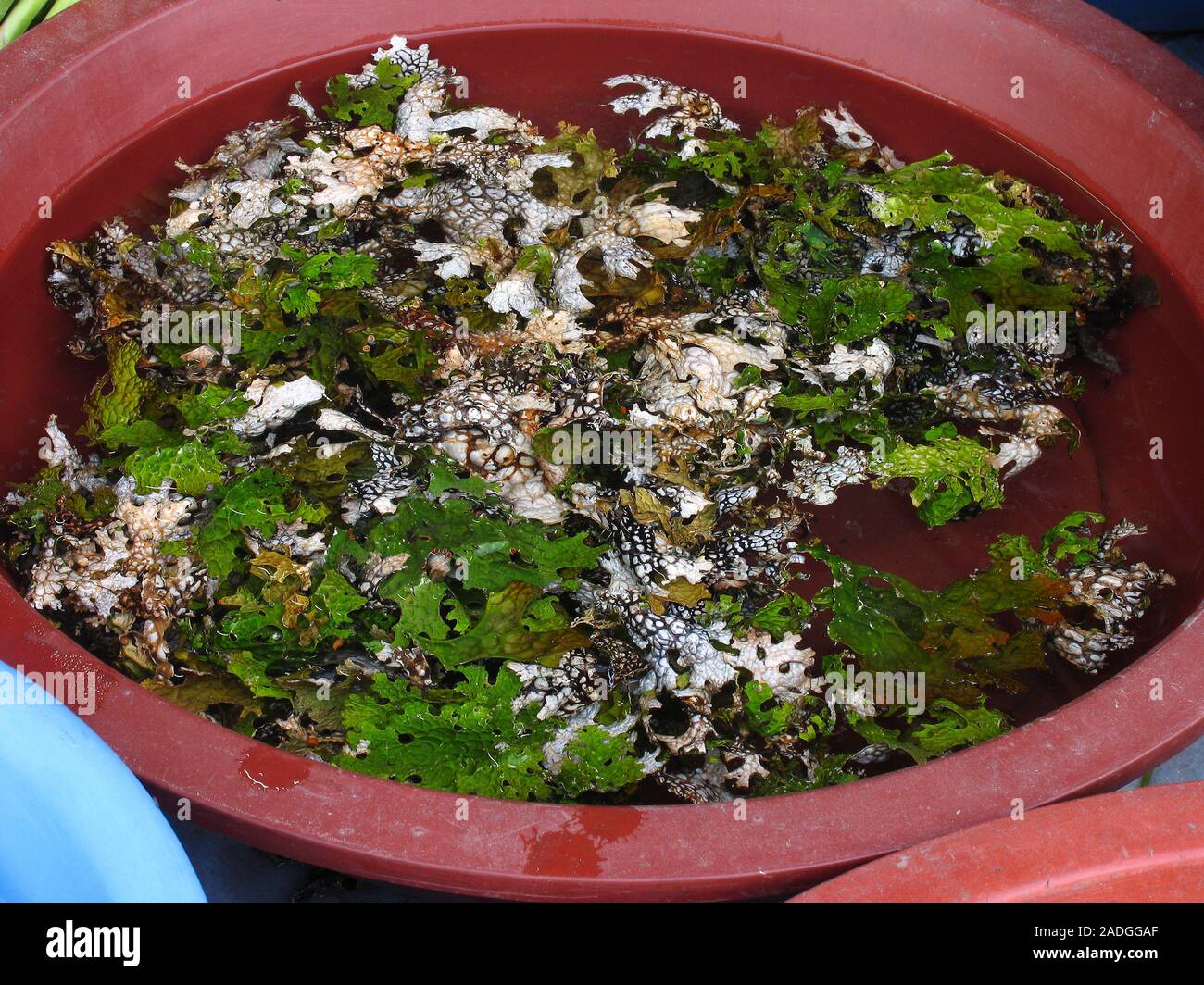 Edible lichen. Bowl of water containing lungwort (Lobaria pulmonaria ...