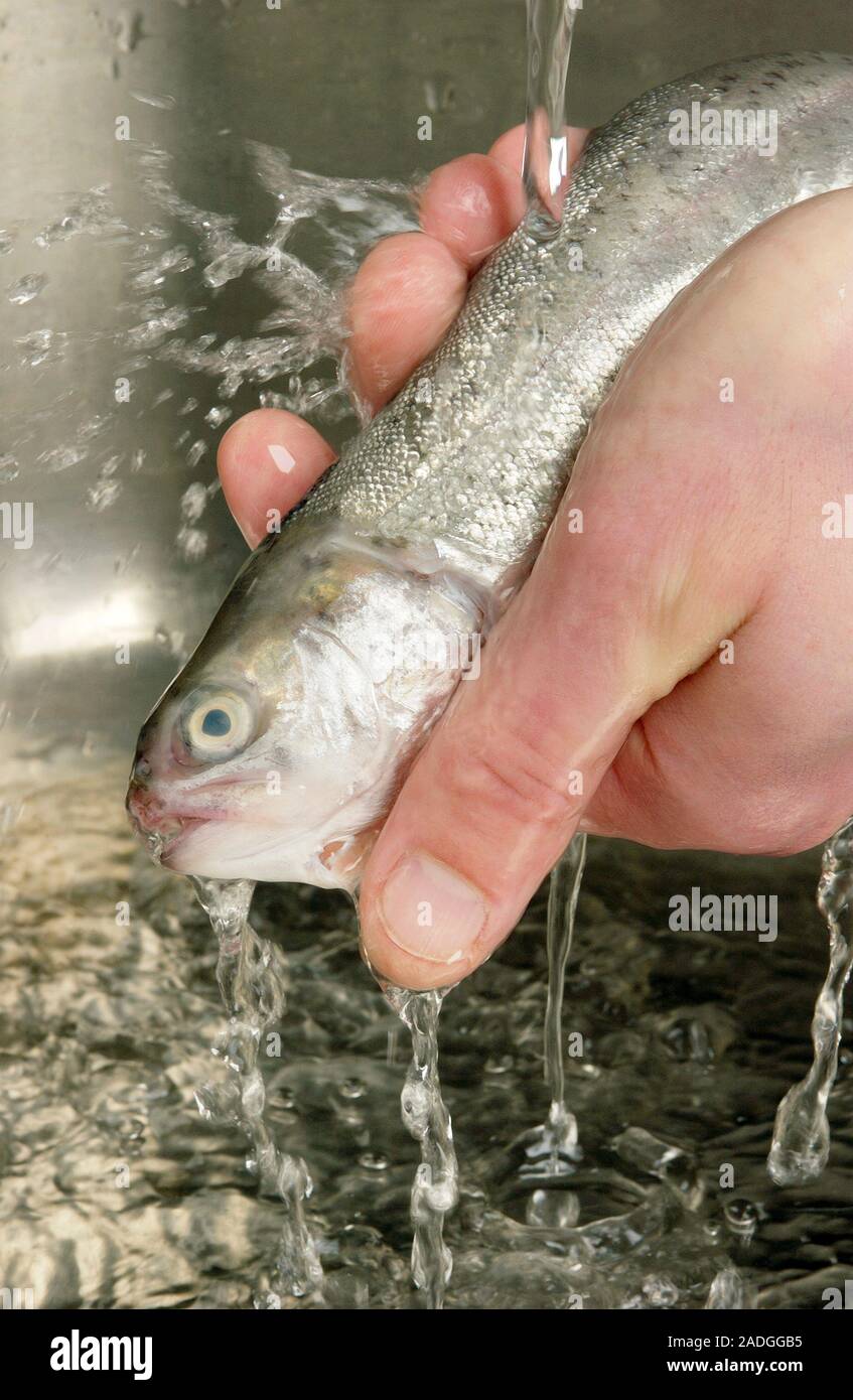 Preparation of fish. Person washing a fish under water before cooking ...
