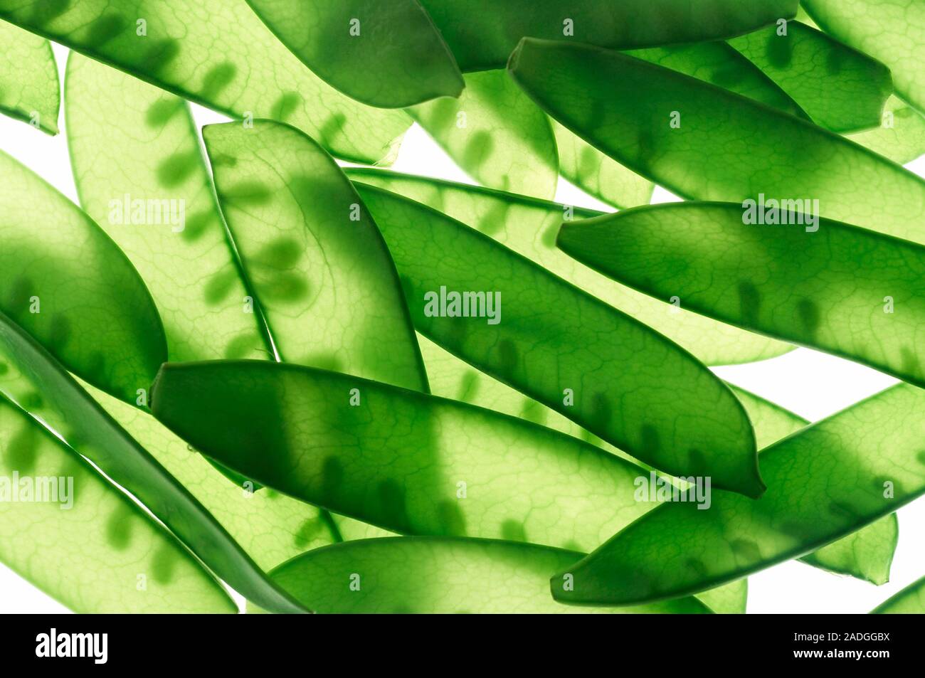 Mange tout peas Stock Photo - Alamy