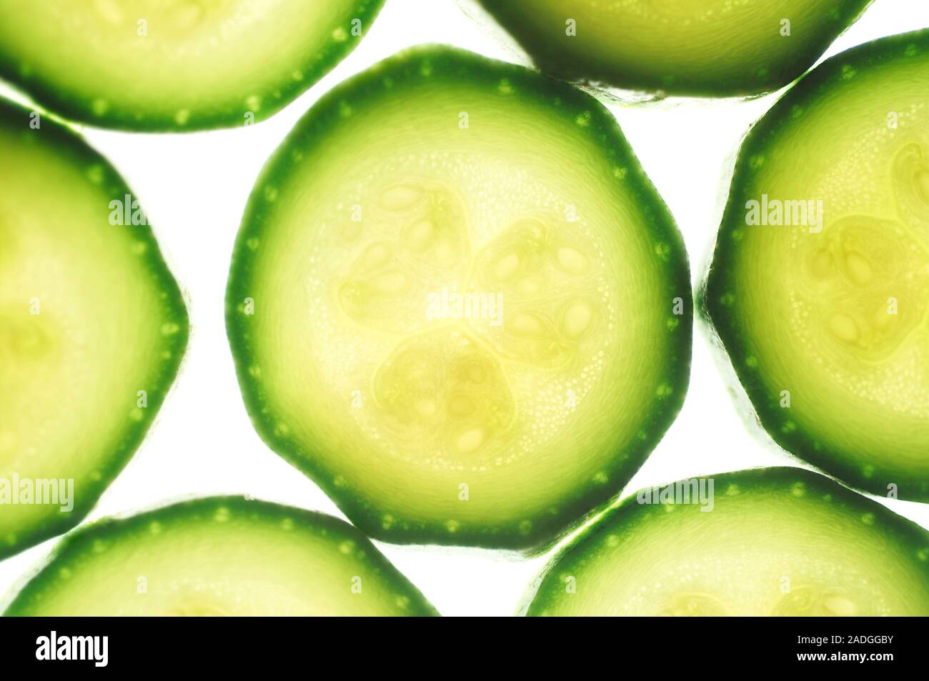 Courgette slices. Transverse sections through a courgette (Curcubita ...