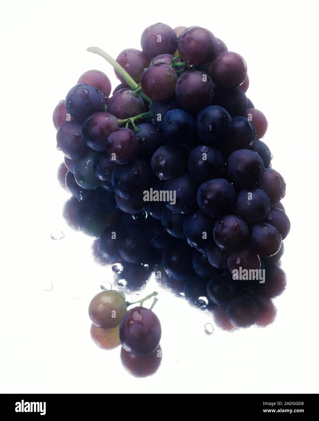 Bunch of grapes (Vitis sp Stock Photo - Alamy