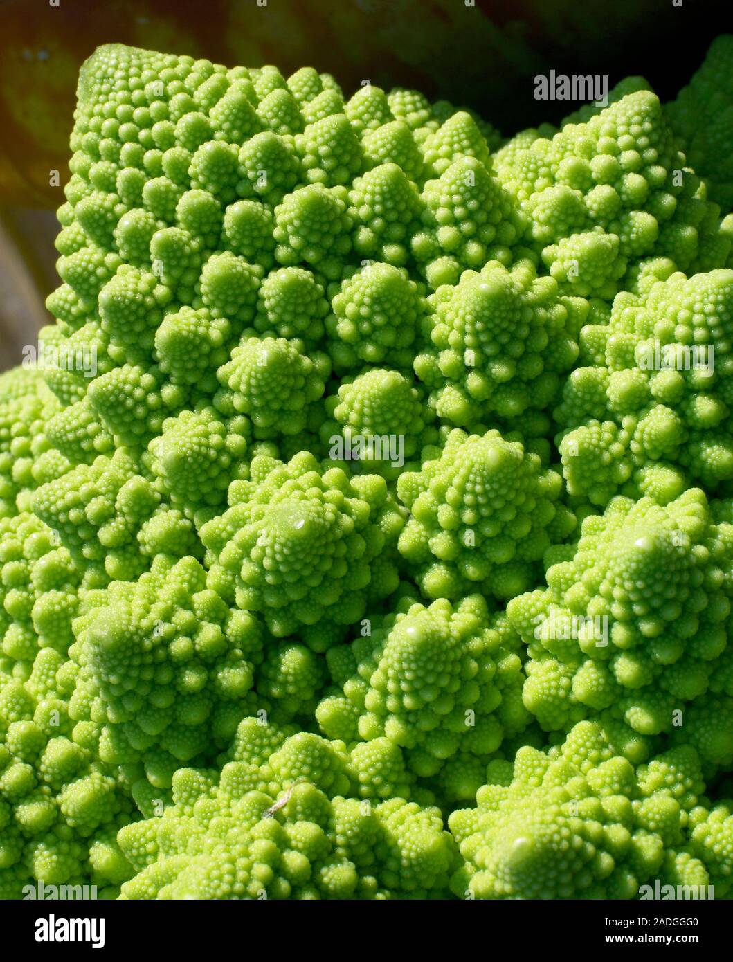 Romanesco broccoli (Brassica sp.) florets. The spiral shapes of the florets describe a Fibonacci ...