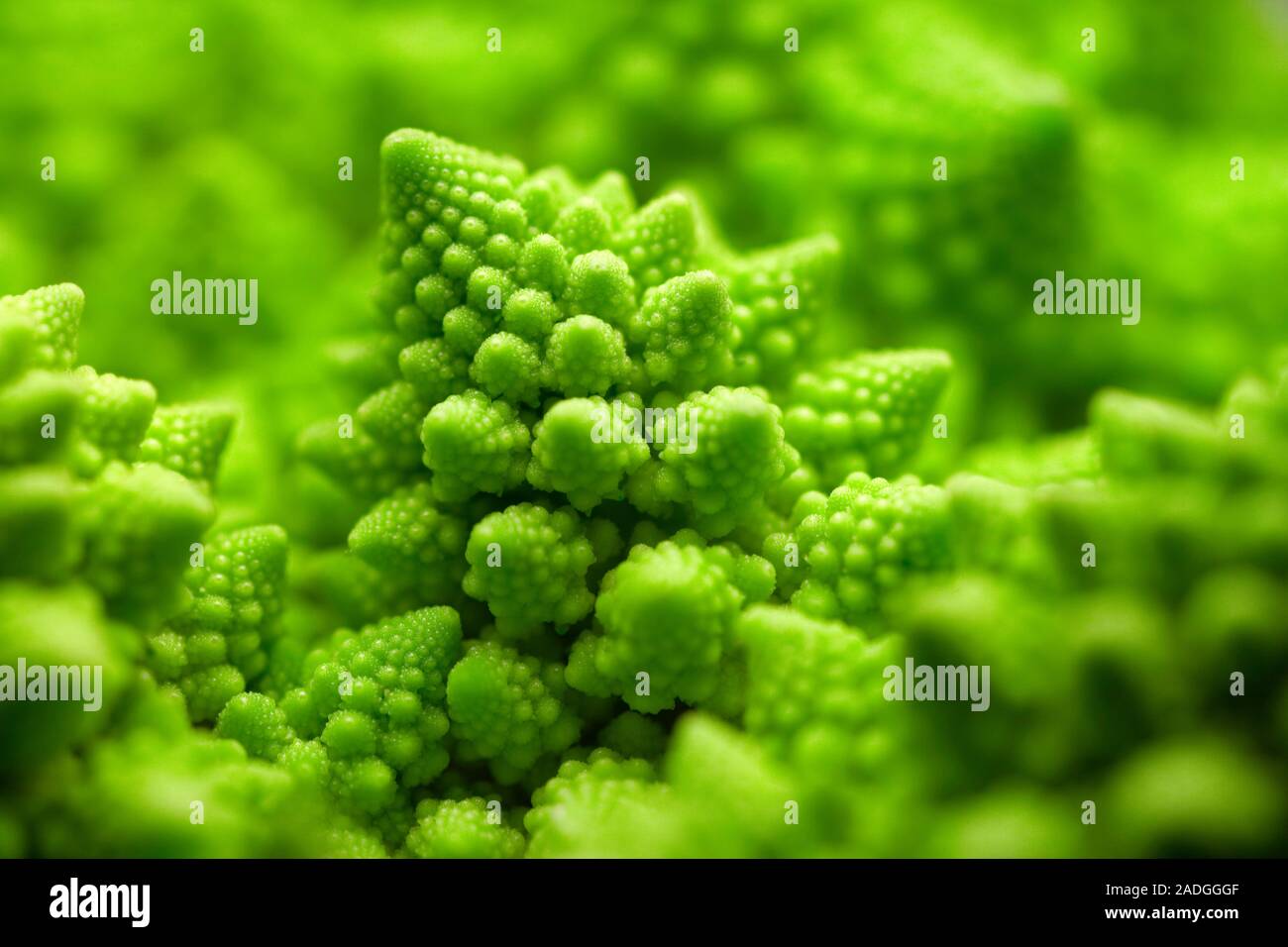 Romanesco cauliflower. Close-up of the head of a romanesco cauliflower ...