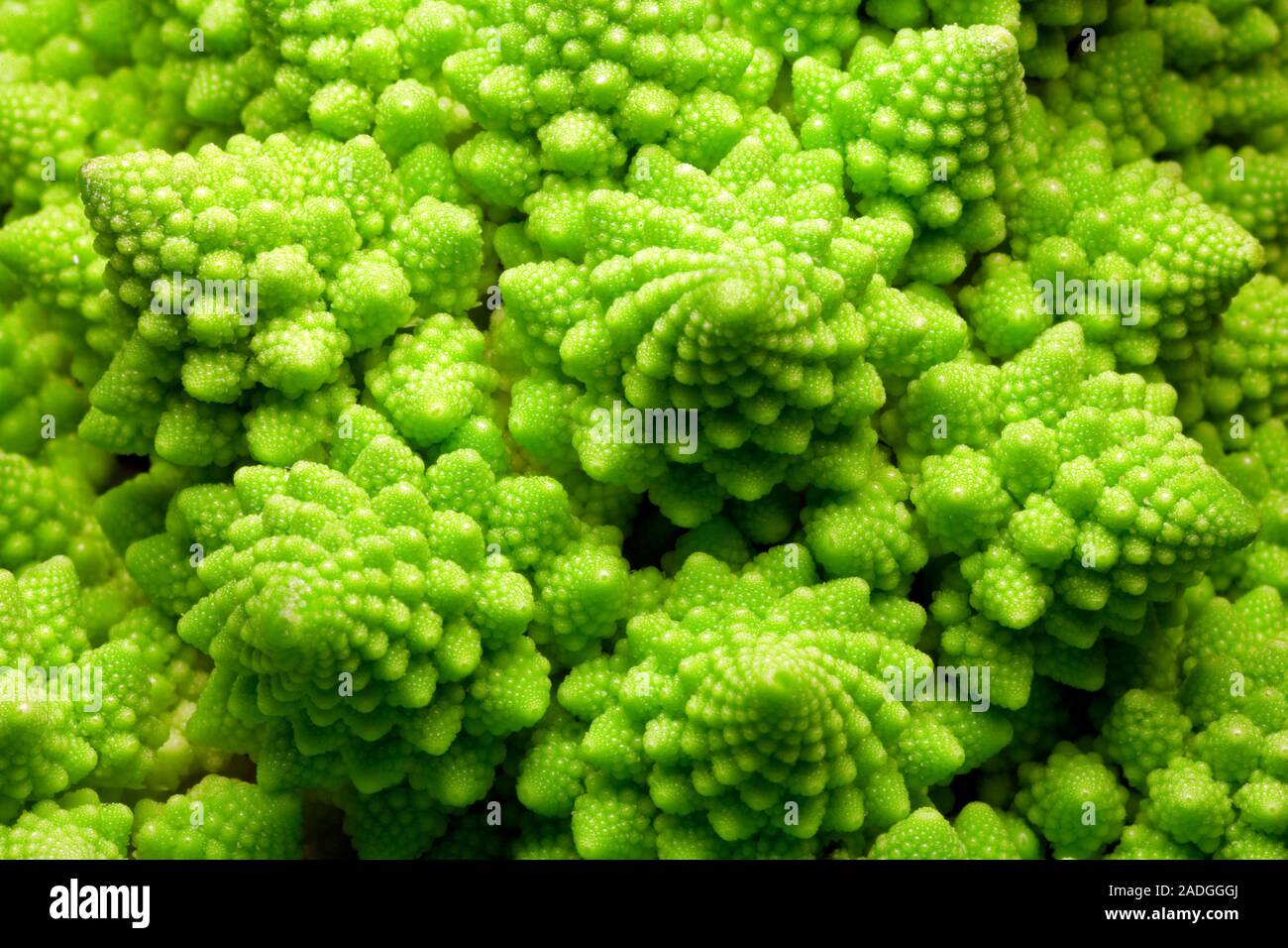 Romanesco cauliflower. Close-up of the head of a romanesco cauliflower ...