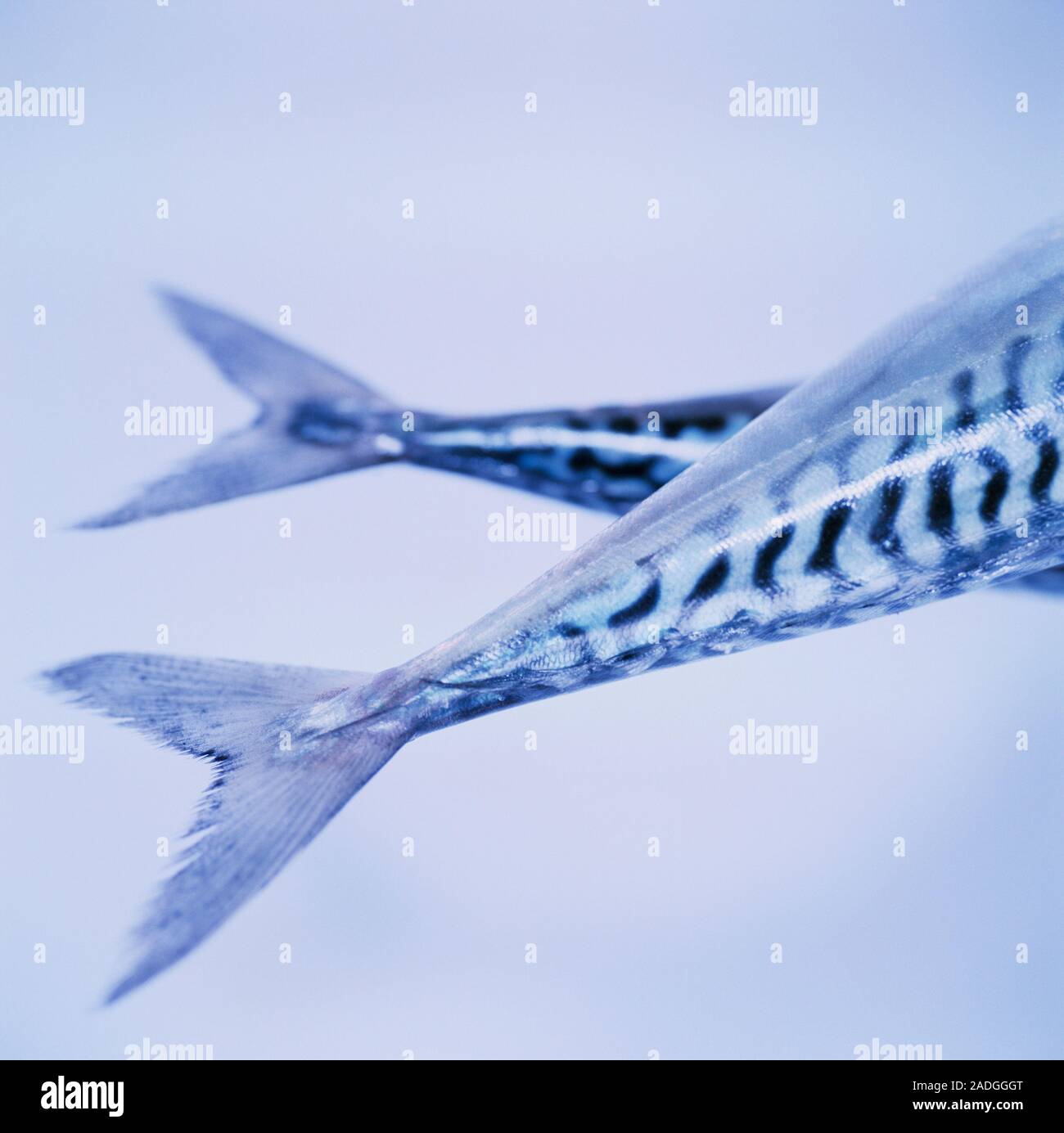 Mackerel fish tails Stock Photo - Alamy