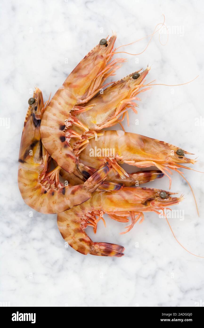Fresh tiger prawns (Penaeus monodon Stock Photo - Alamy