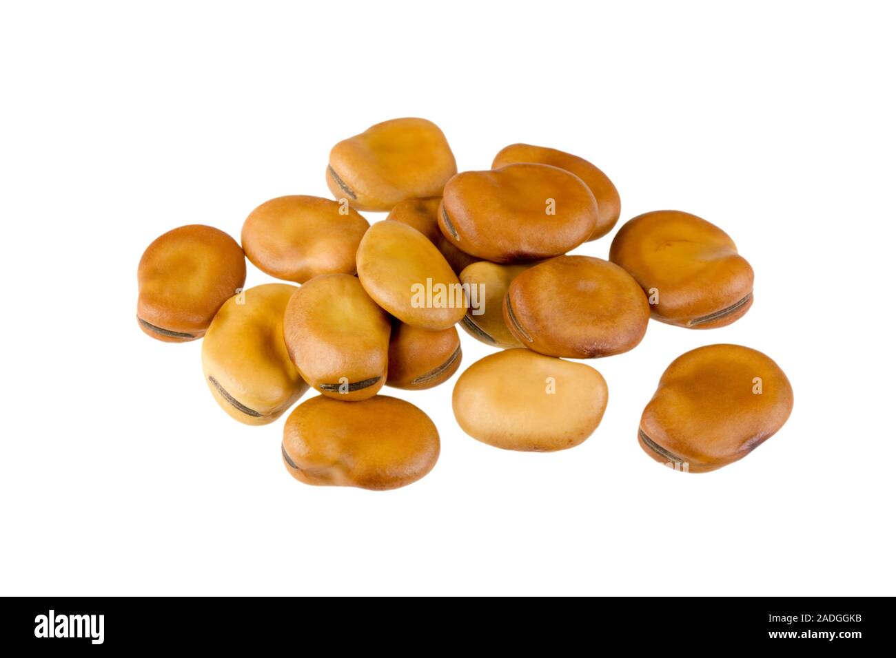 Broad beans (Vicia faba). These are also known as Horse beans, Faba ...