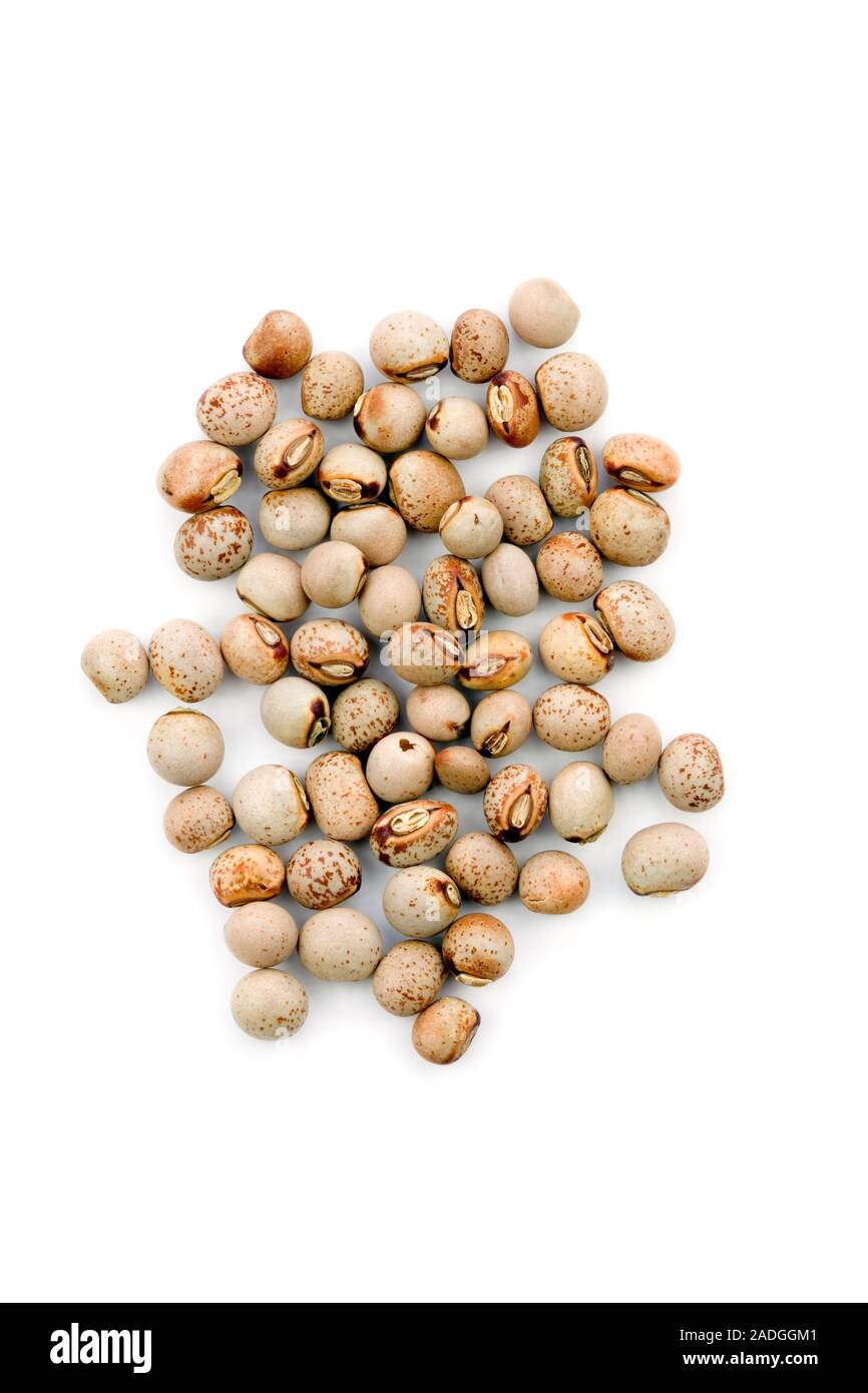 Pigeon peas (Cajanus cajan Stock Photo - Alamy