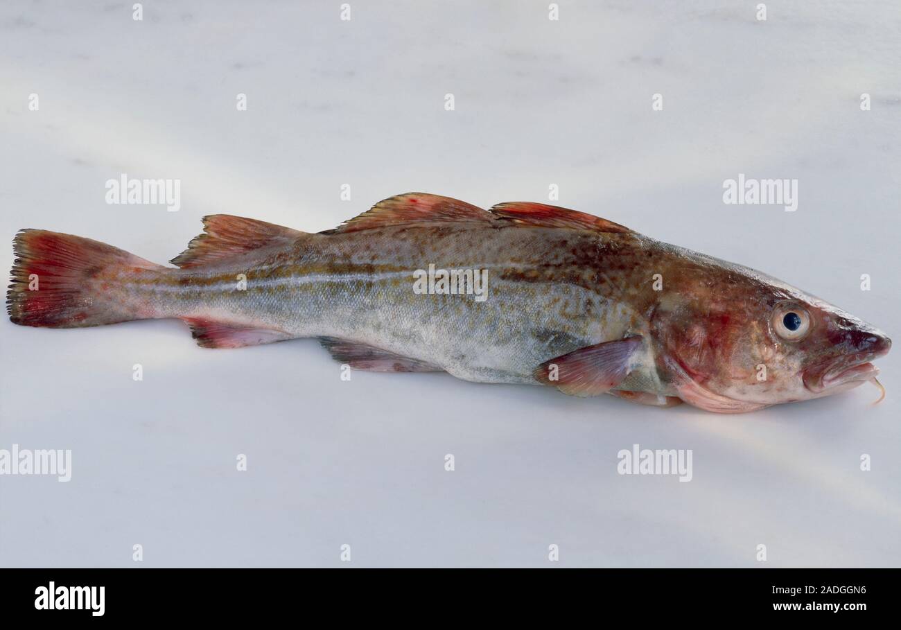 Fresh whole cod (Gadus sp Stock Photo - Alamy