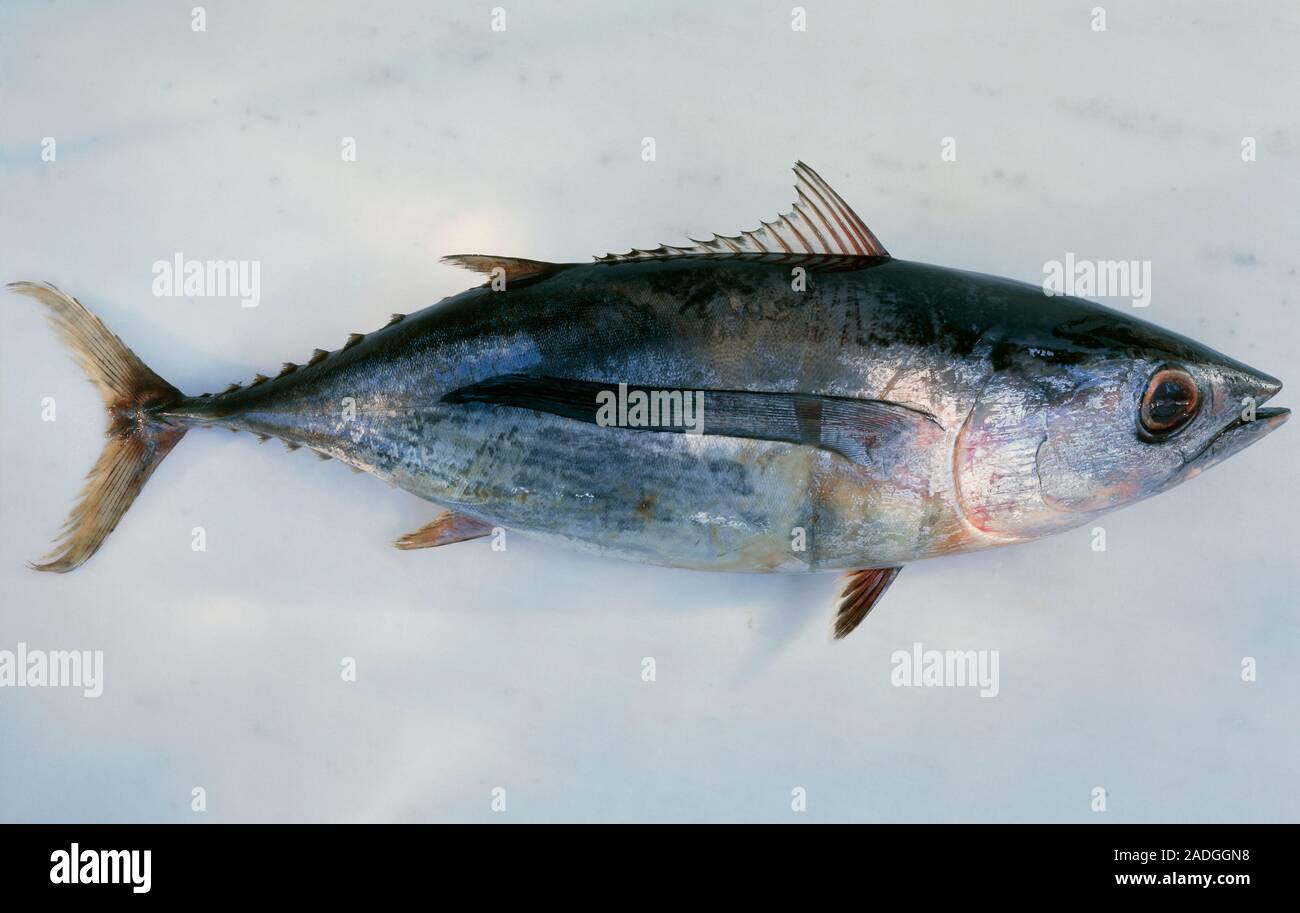 Whole fresh Atlantic bluefin tuna (Thunnus thynnus Stock Photo - Alamy