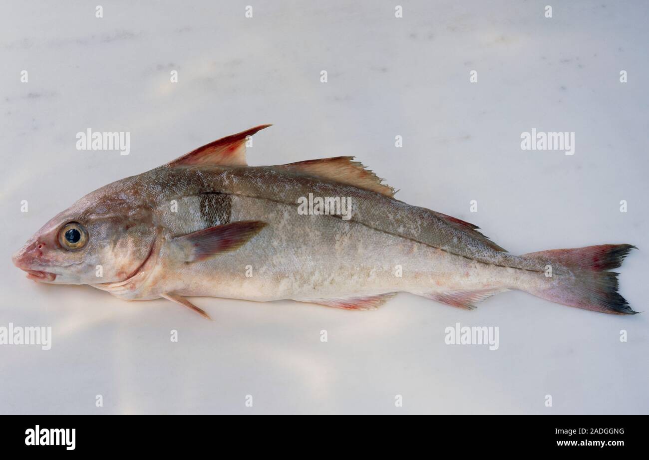 Whole fresh haddock (Melanogrammus aeglefinus Stock Photo - Alamy