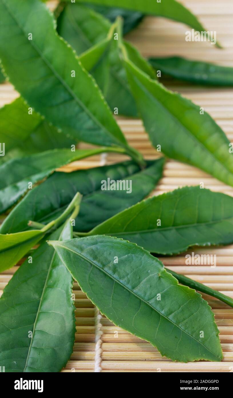 Tea leaves. Unprocessed tea leaves (Camellia sinensis Stock Photo - Alamy