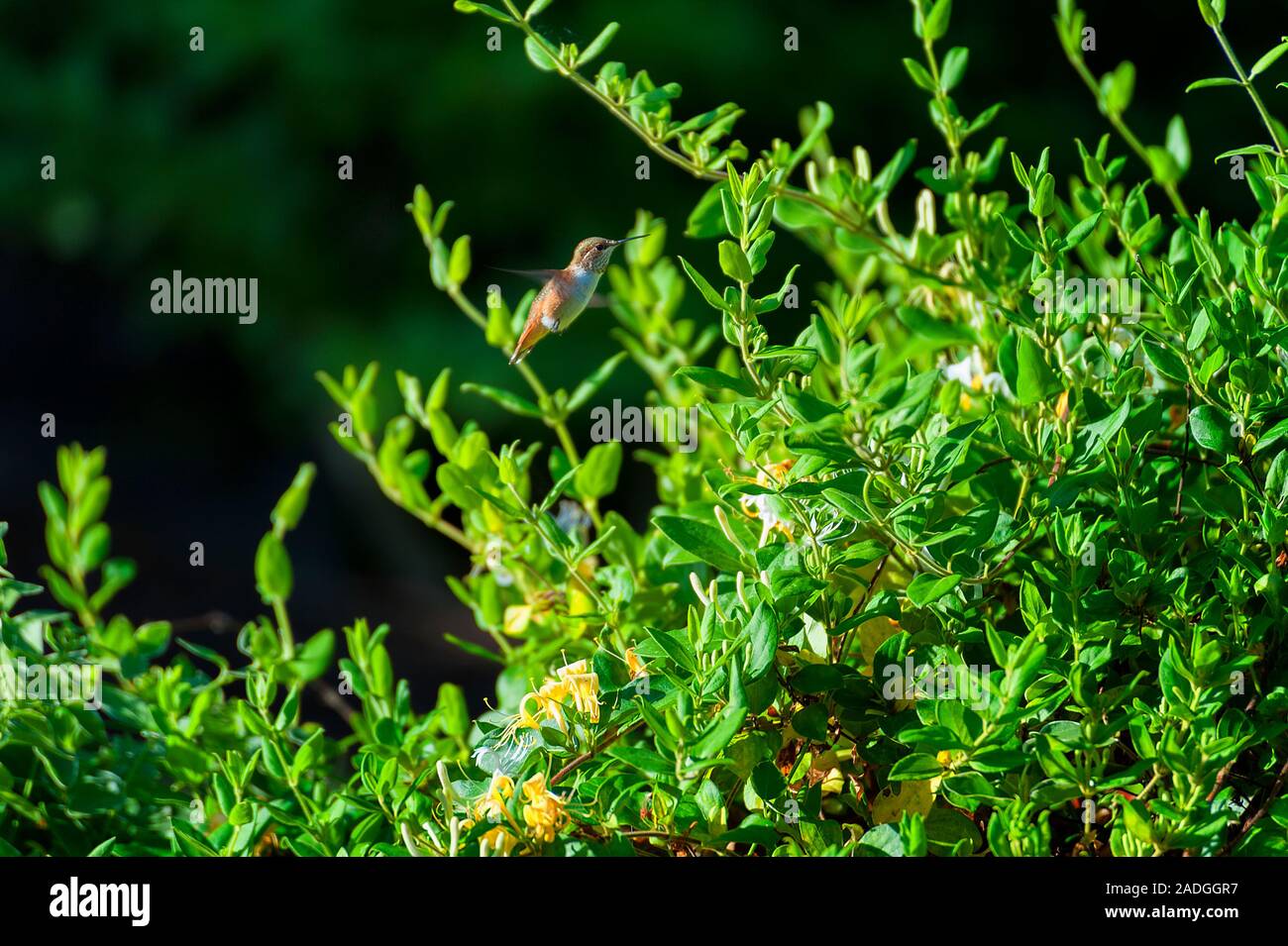 Hummingbird honeysuckle hi-res stock photography and images - Alamy