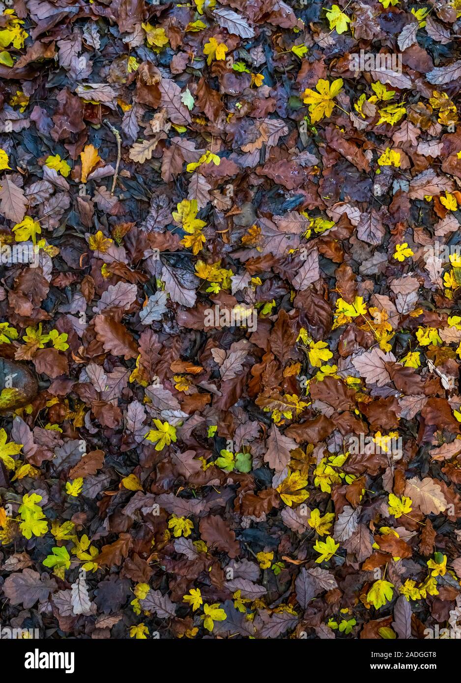 Autumn leaves cover the woodland floor in the Forest of Dean ...