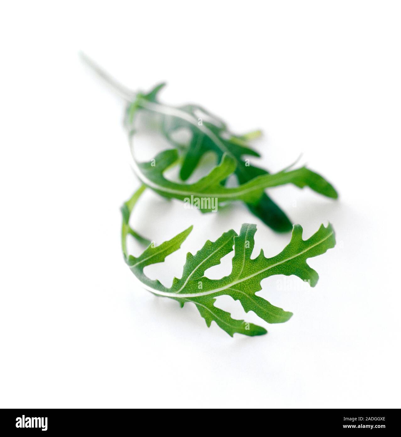 Rocket leaves (Eruca vesicaria). This leaf vegetable is rich in vitamin ...