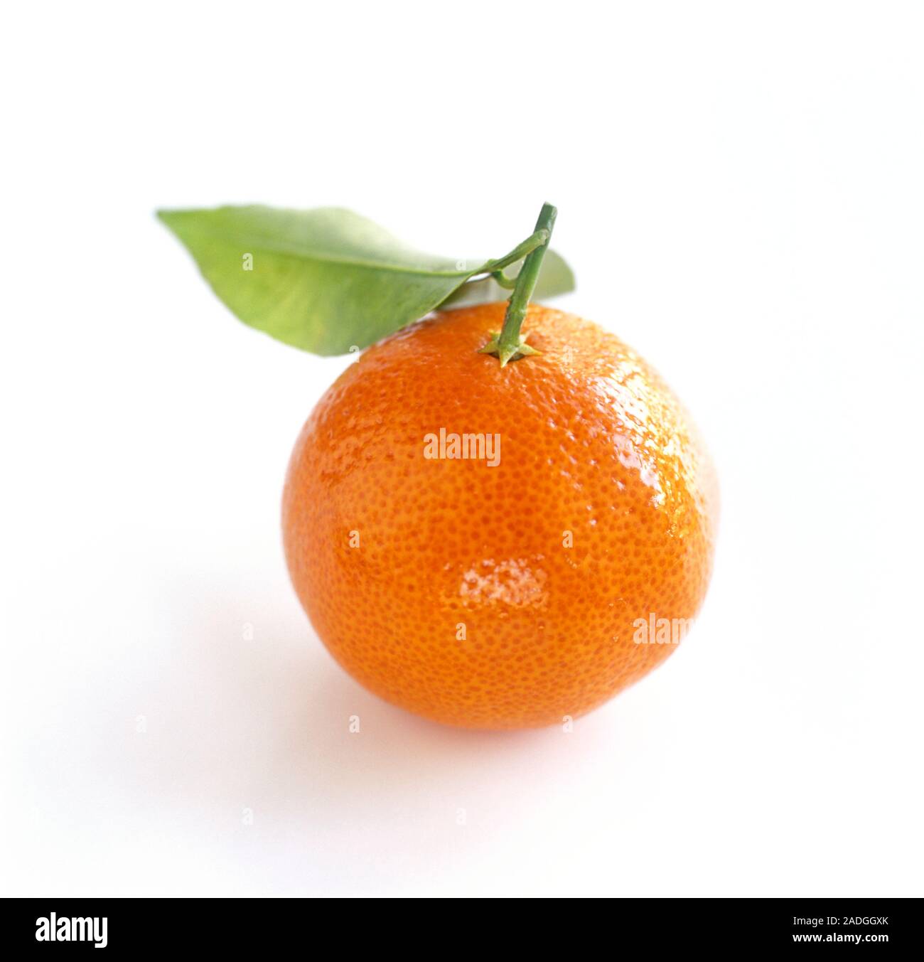 Orange (Citrus sinensis Stock Photo - Alamy