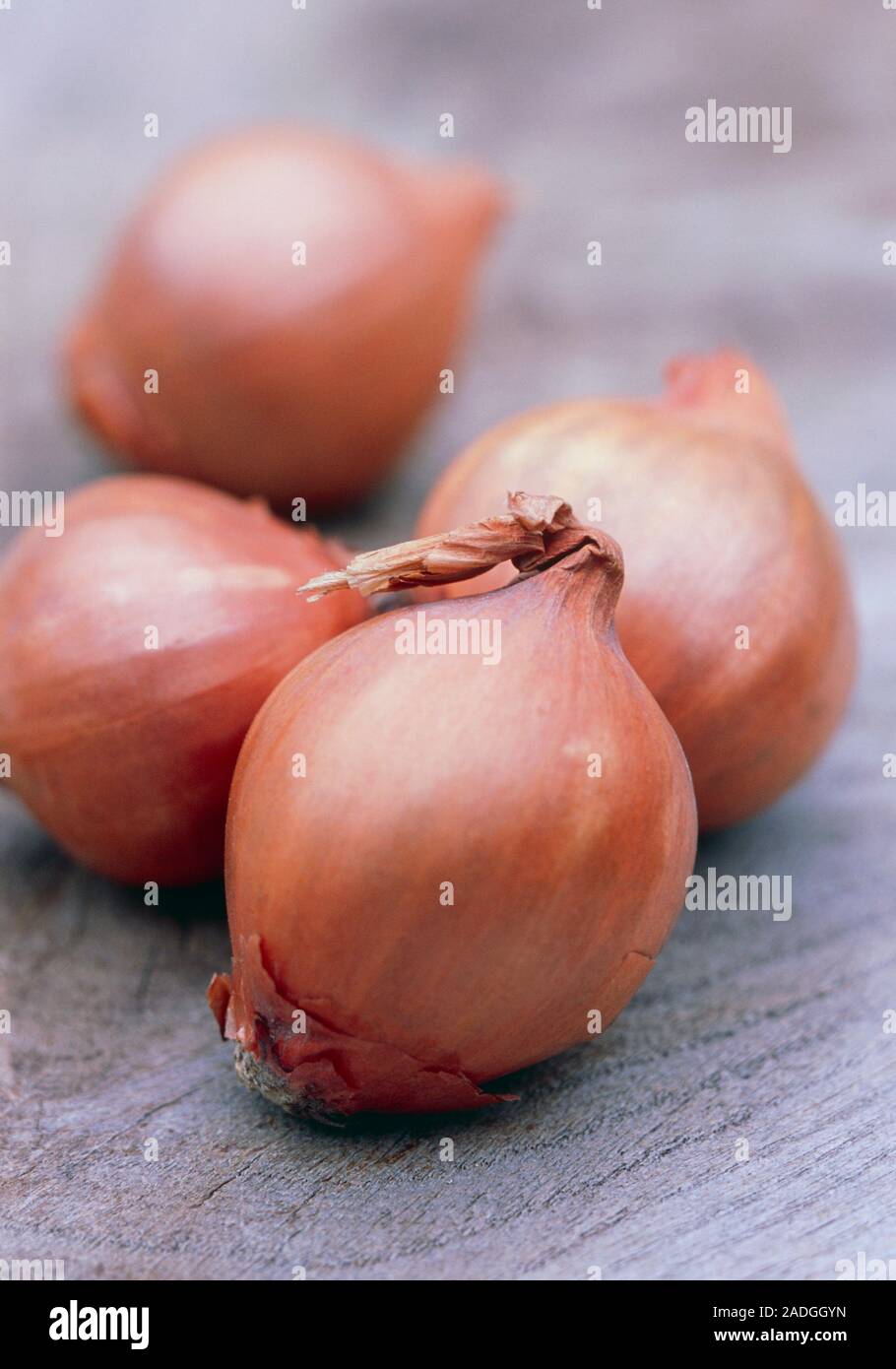 Shallots (Allium cepa 'Red Sun') on a wooden surface Stock Photo - Alamy
