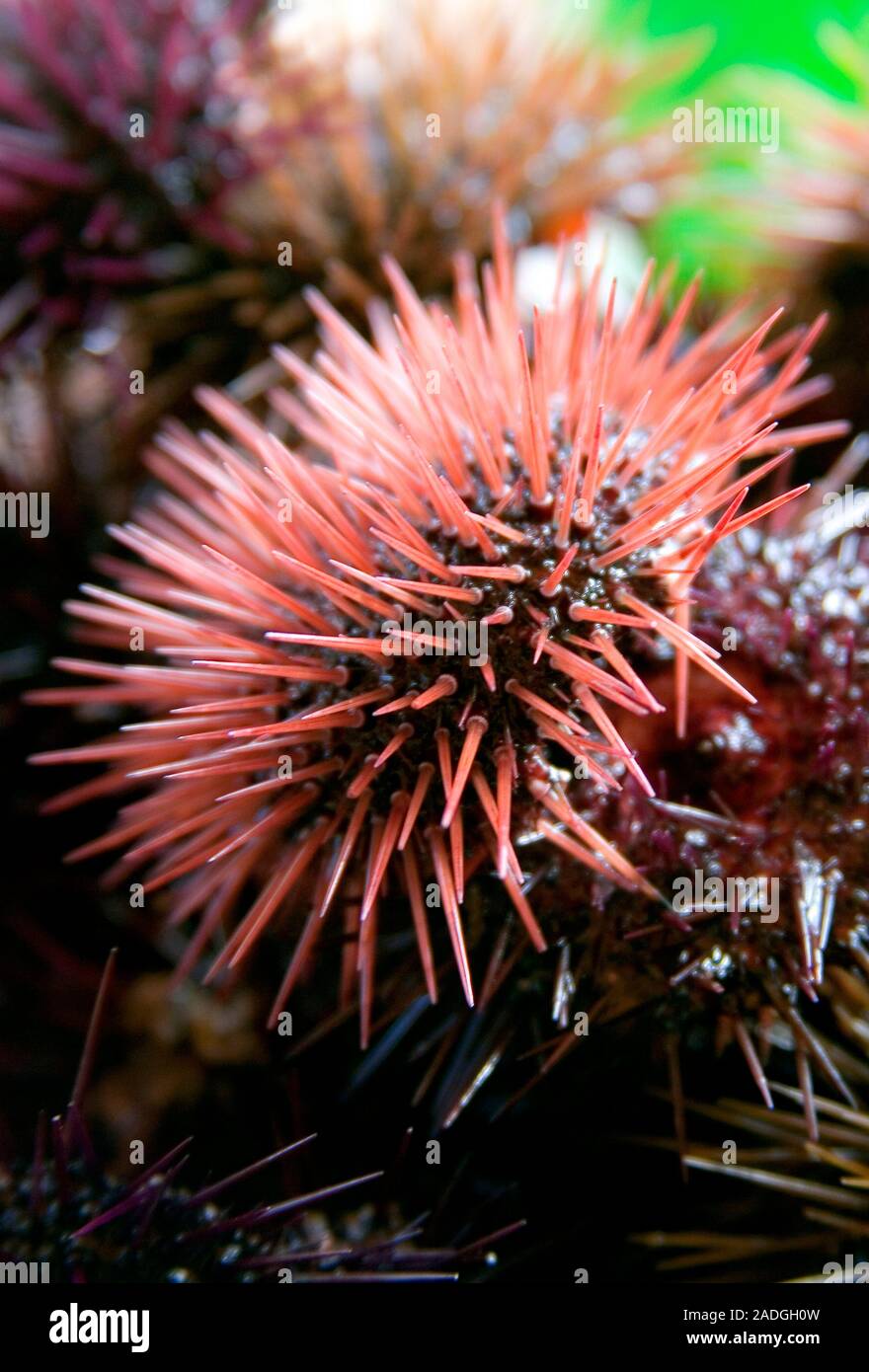 Edible sea urchins. The meat inside the spiny casing is edible ...