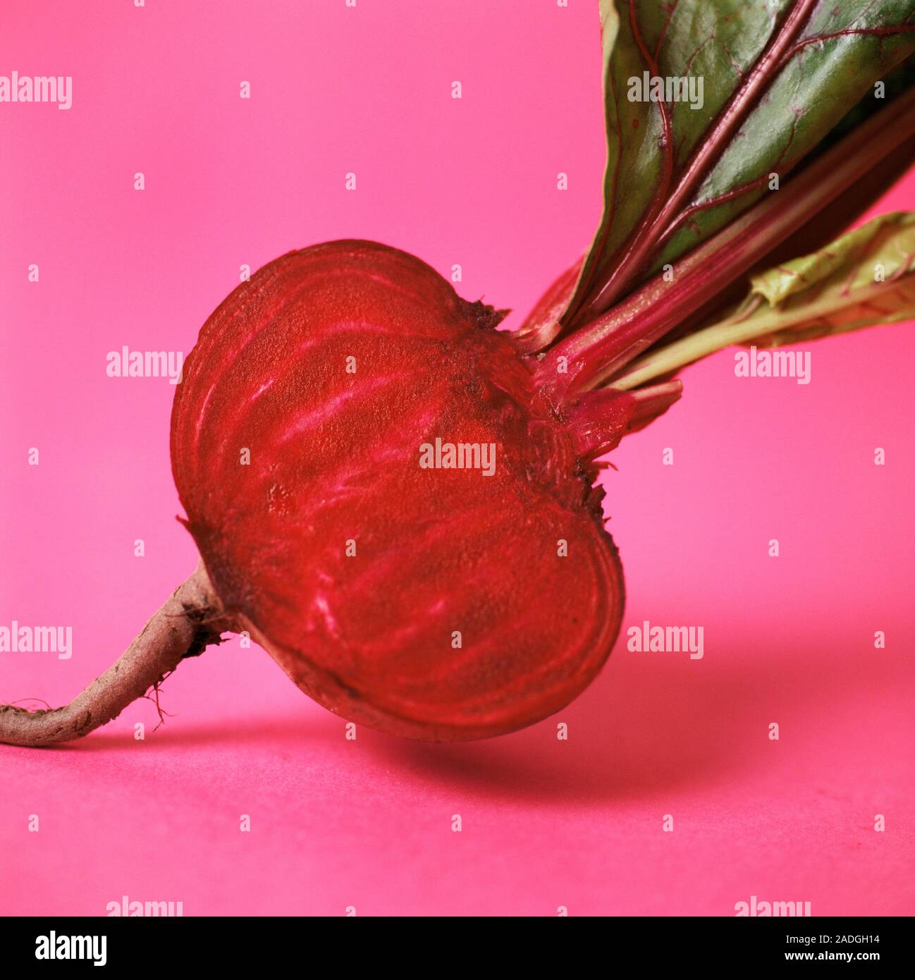 Beetroot (Beta vulgaris) cut in half Stock Photo - Alamy