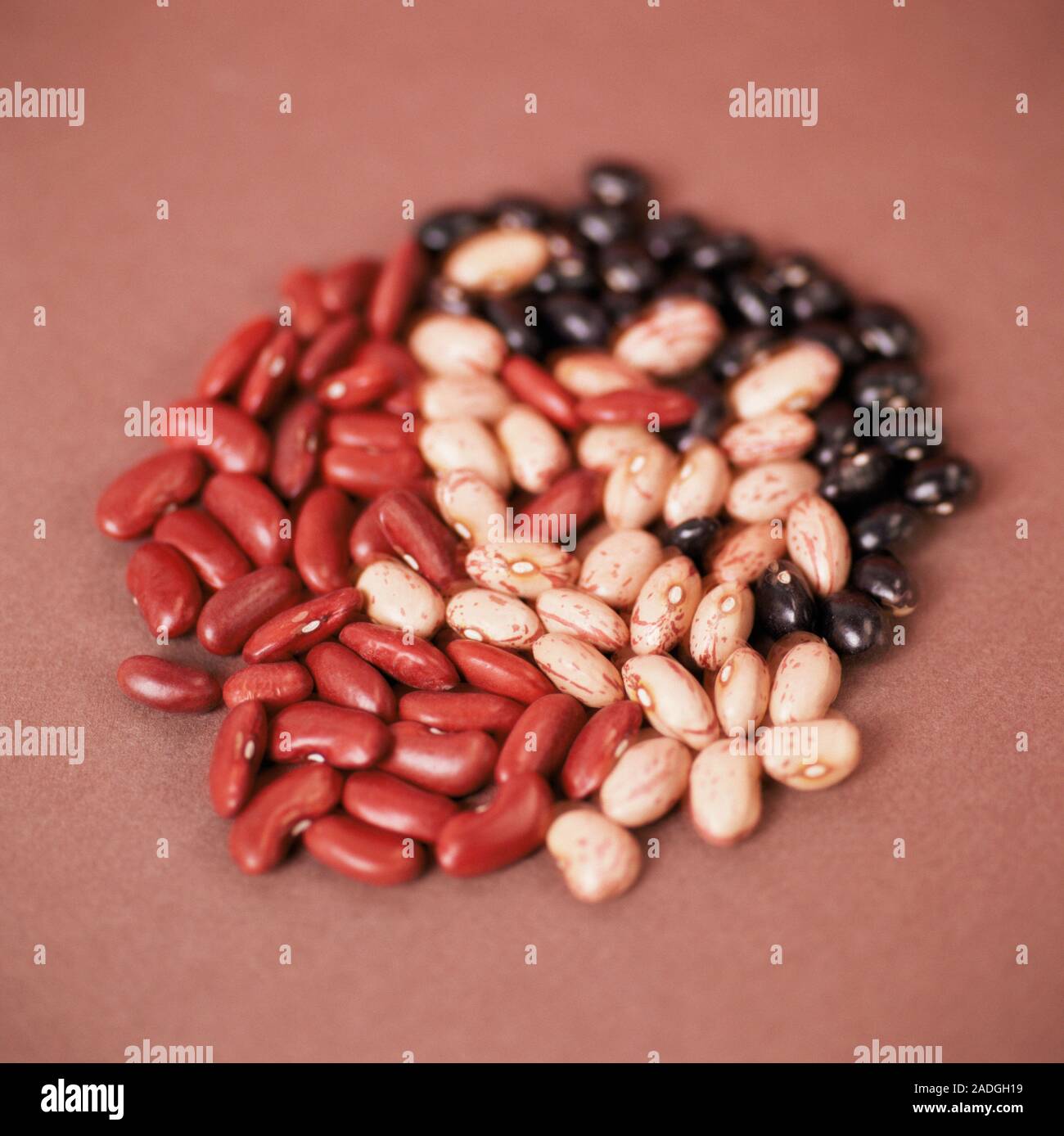 Dried pulses (Phaseolus vulgaris). These are black beans (black), red ...