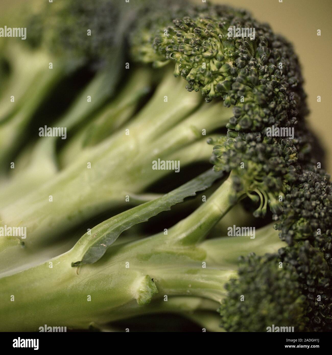 Broccoli (Brassica oleracea) ready to be cooked Stock Photo - Alamy