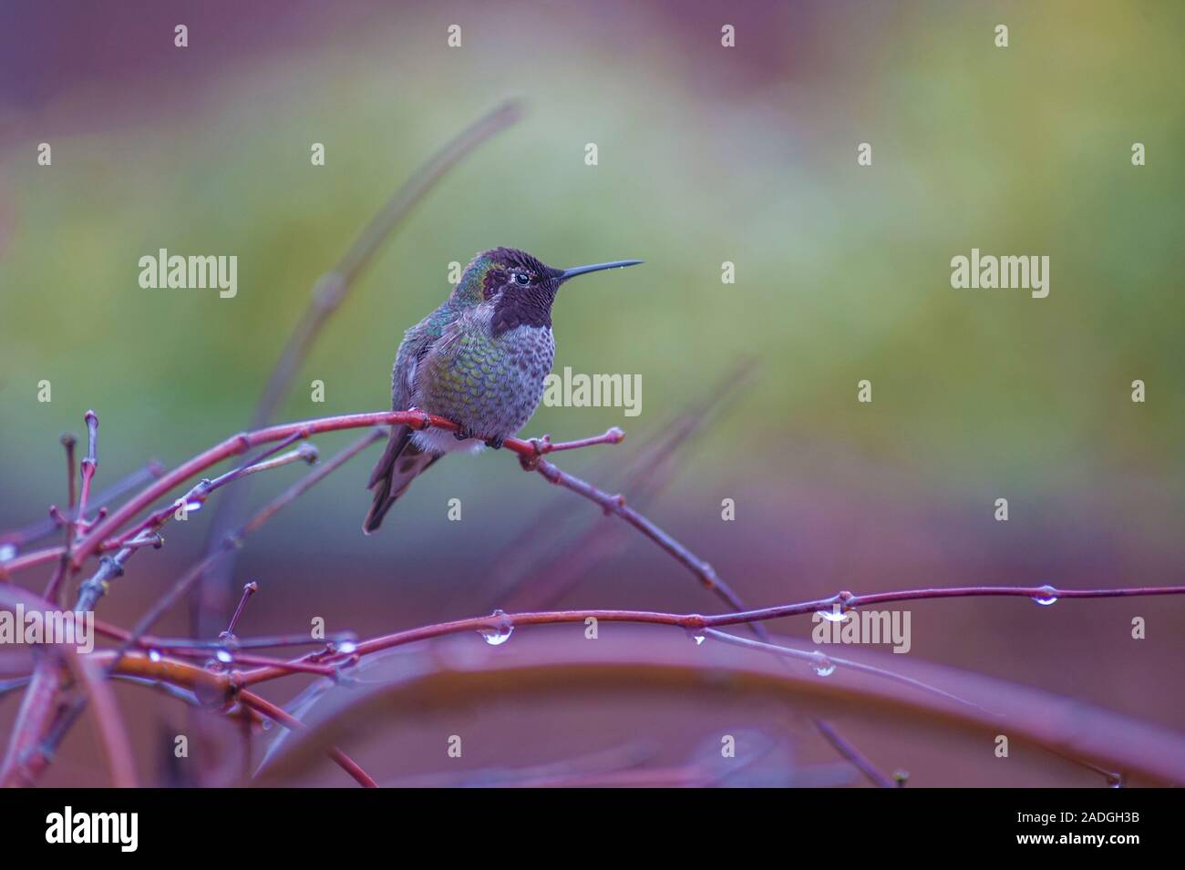 A hummingbird perches on a tree branch after a winter rain storm Stock ...
