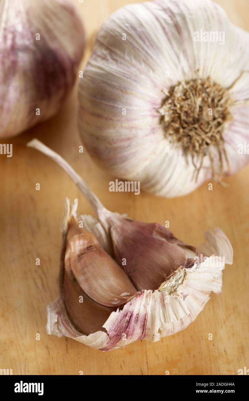Garlic (Allium sativum) bulbs and separated cloves. Garlic is used in ...