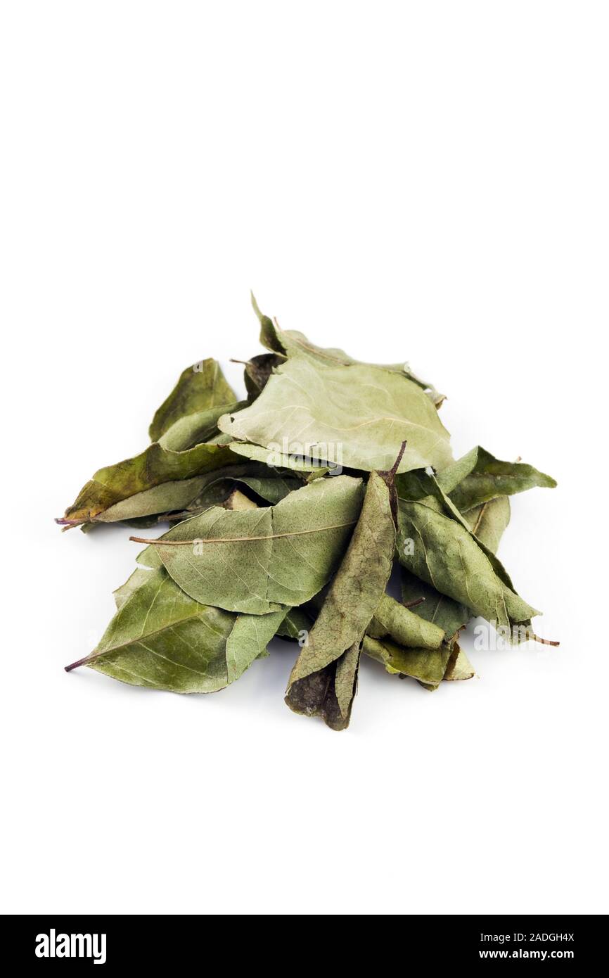 Curry leaves. These are a traditional part of Indian cuisine Stock ...