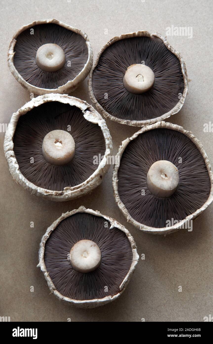 Field mushrooms on a surface Stock Photo - Alamy