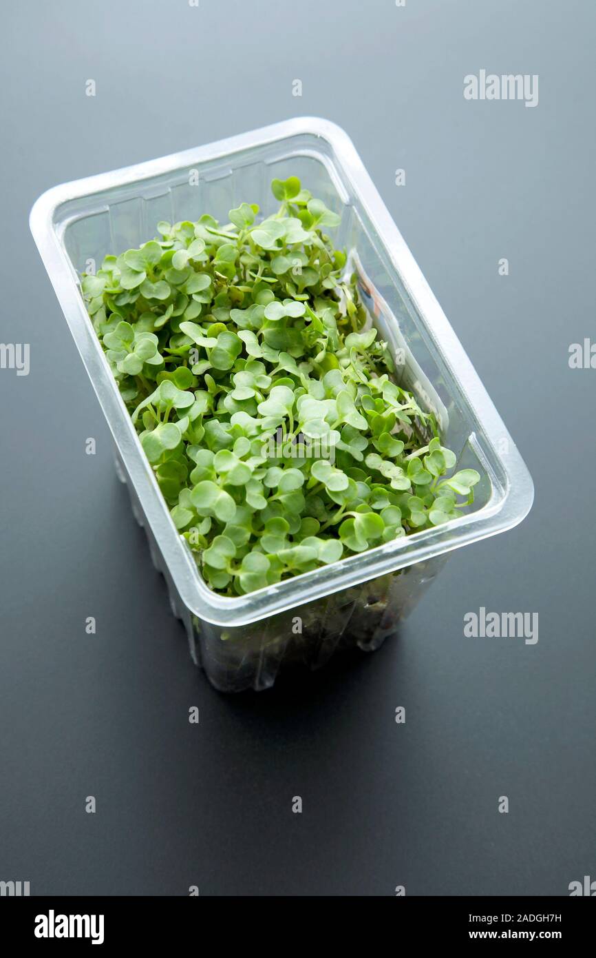 Cress seedlings in a container Stock Photo - Alamy