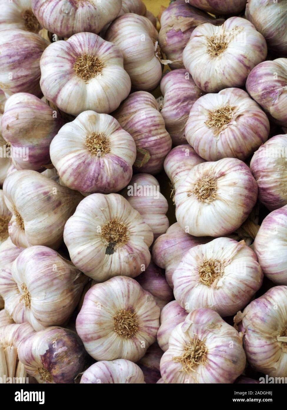 Bulbs of garlic (Allium sativum). Photographed on a market stall in ...
