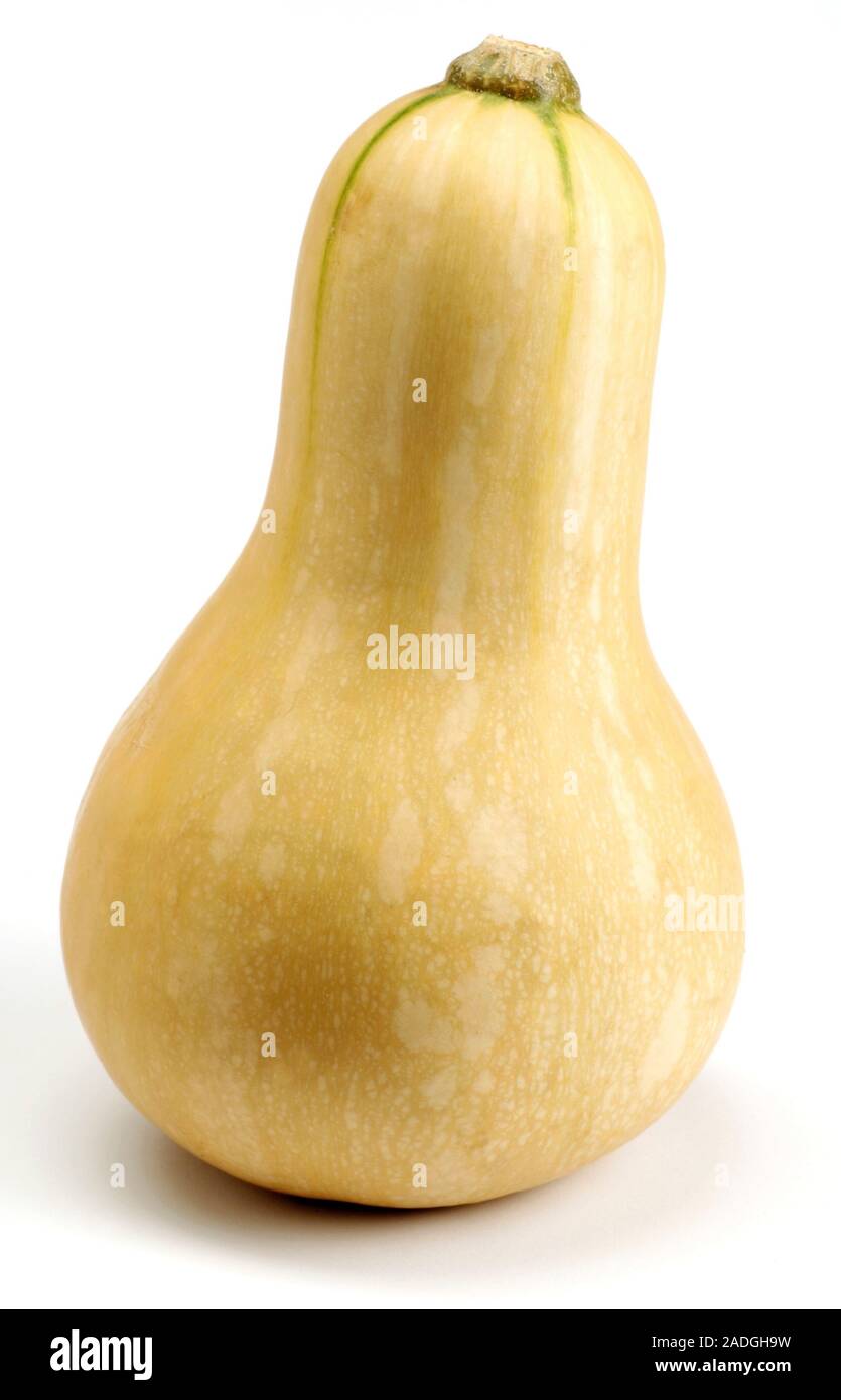 Butternut squash (Cucurbita maxima Stock Photo - Alamy
