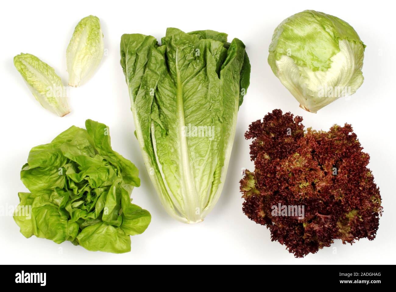 Lettuce varieties. Five different types of lettuce. The varieties are ...