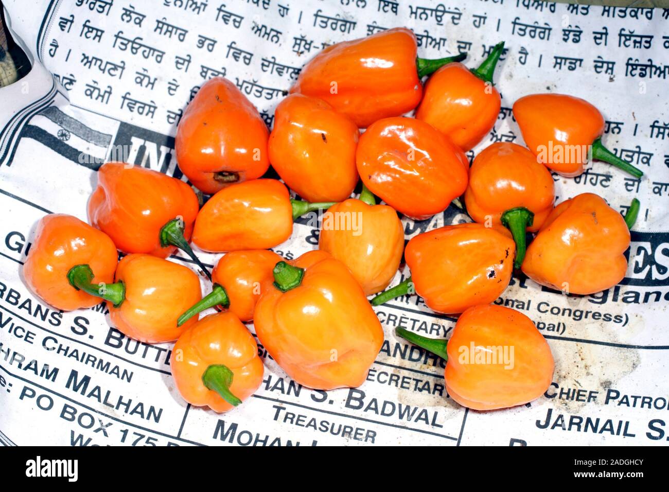 Chilli peppers (Capsicum sp.). These fruit taste hot as they contain ...