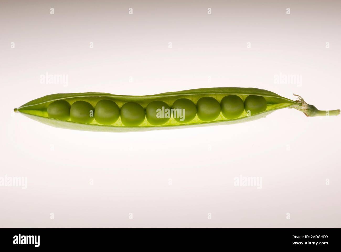 Peas inside an open pod Stock Photo - Alamy