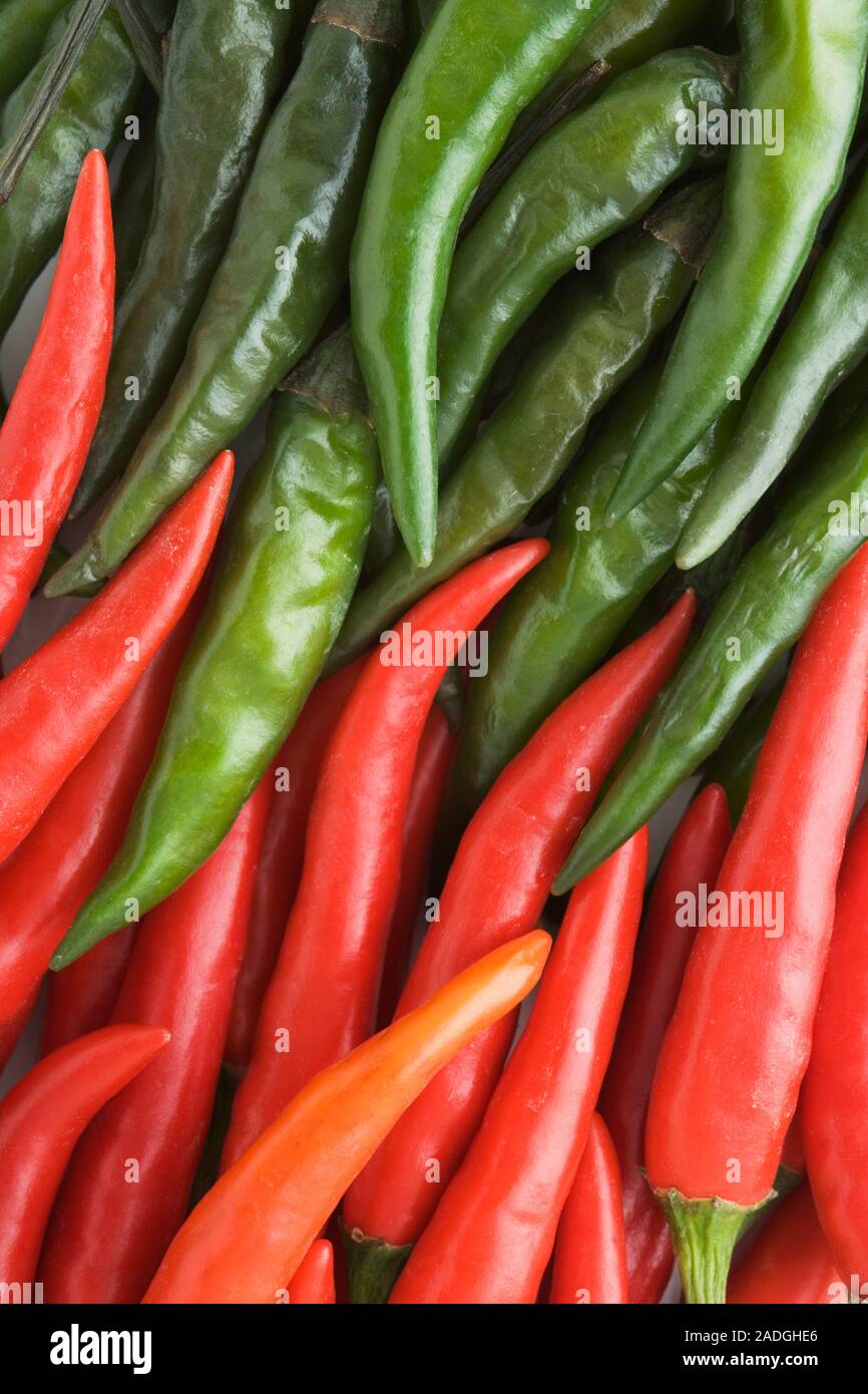 Red and green chilli peppers (Capsicum sp Stock Photo - Alamy