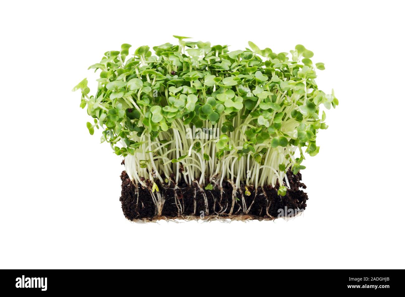 Salad garnish. Mixture of rape seedlings and cress seedlings Stock ...