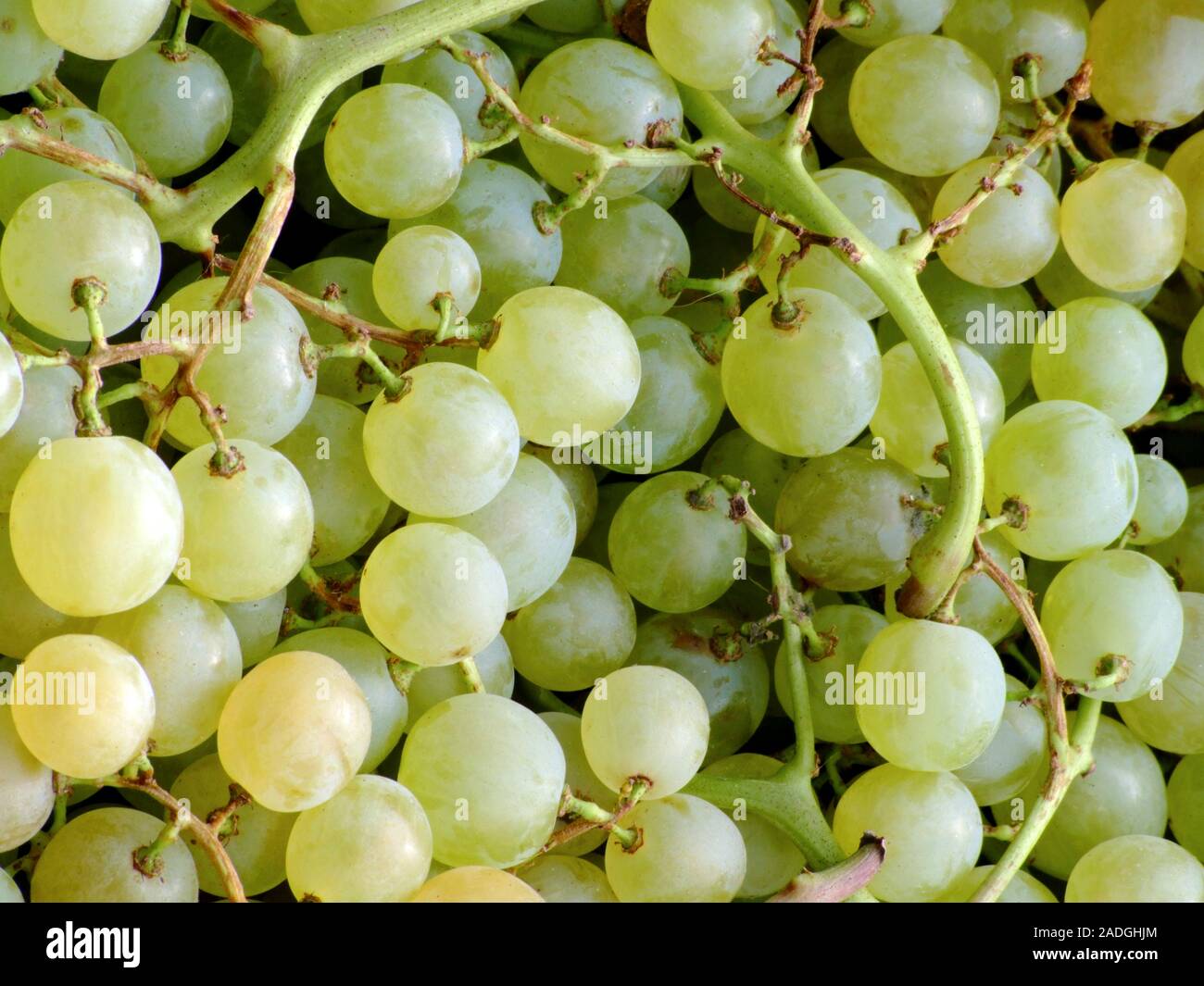 Grapes. Bunches of white table grapes (Vitis sp.) on a French market ...